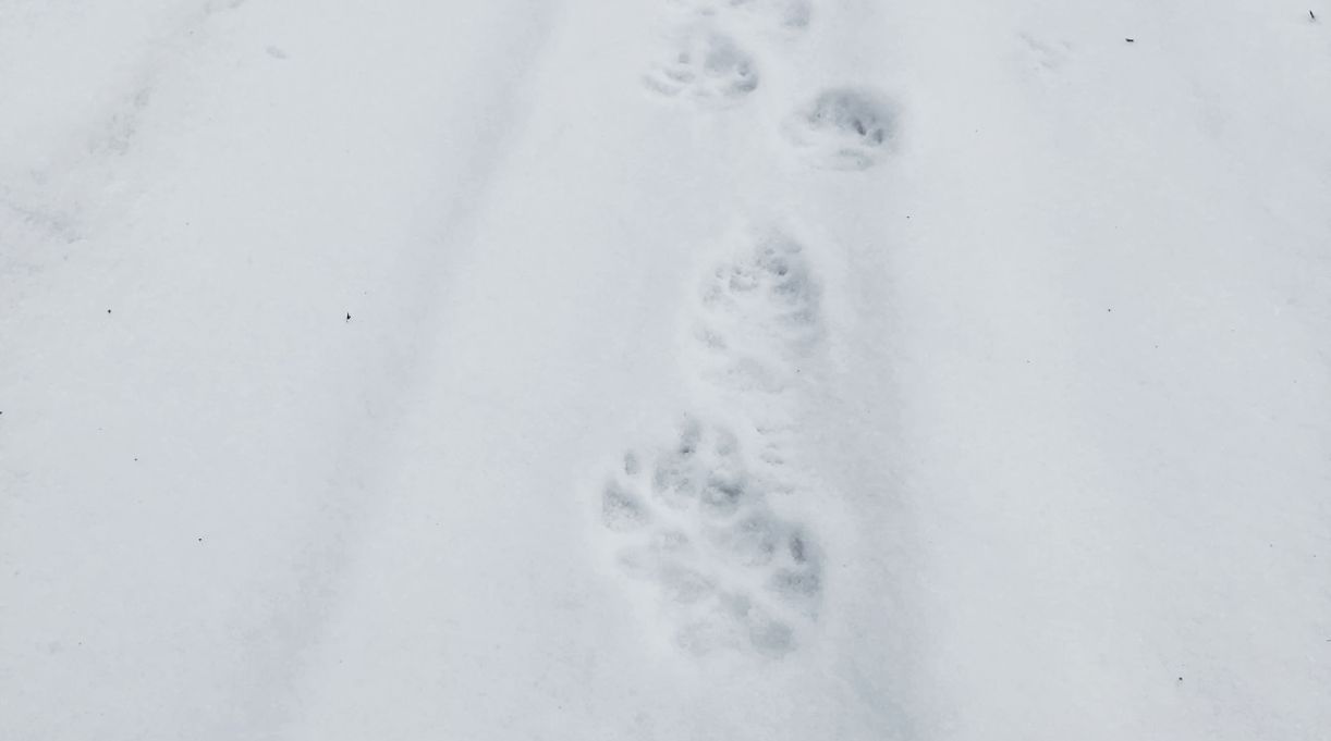 Zimowy monitoring wilczych rodzin - podsumowanie - Fundacja SAVE Wildlife